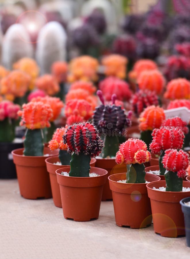 Cactus rouge de lune photo stock. Image du jour, bille - 41637460