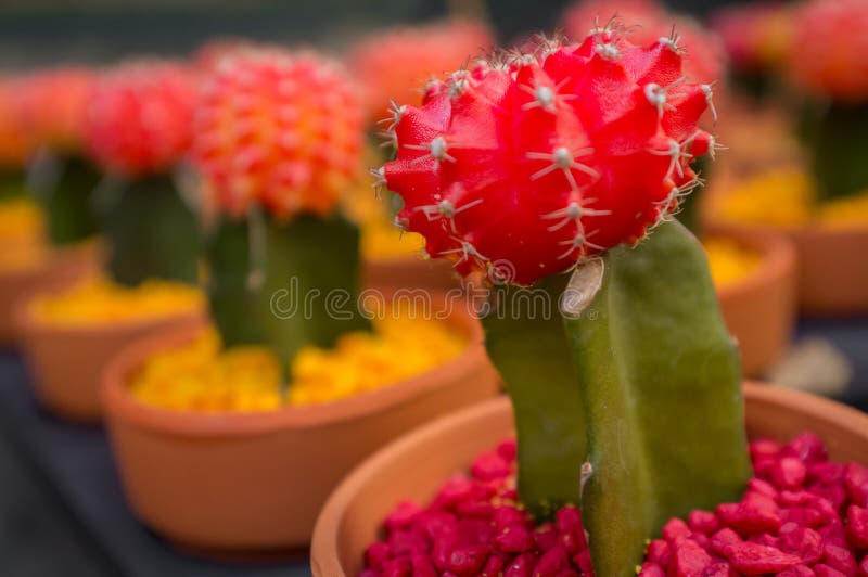 Mihanovichii De Gymnocalycium De Cactus De Lune Image stock - Image du ...