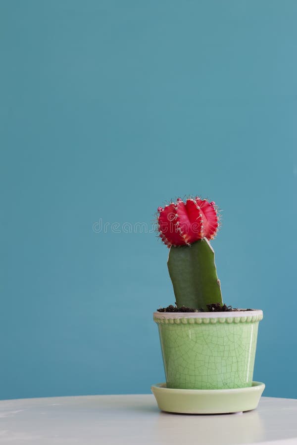 Cactus Rouge De Lune Sur Un Fond Bleu Image stock - Image du vert ...