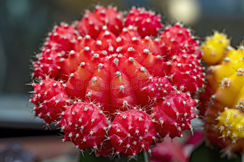Cactus Rouge, Variegata De Mihanovichii De Gymnocalycium Photo stock ...