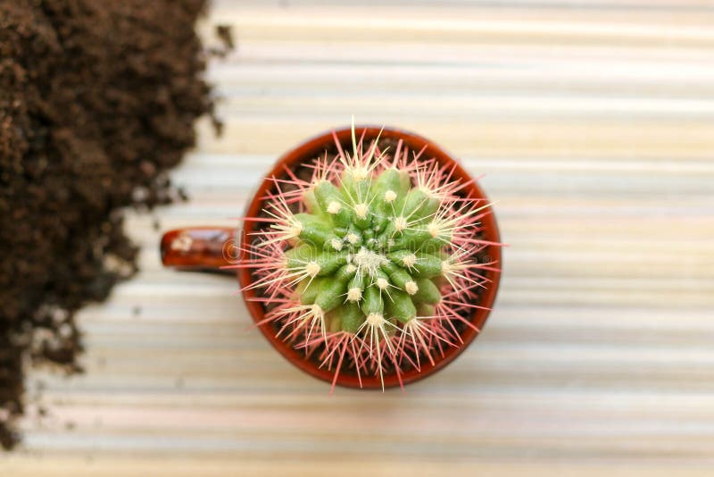 Cactus Round in a Cup on the Table, Close-up, Landscaping Stock Photo ...