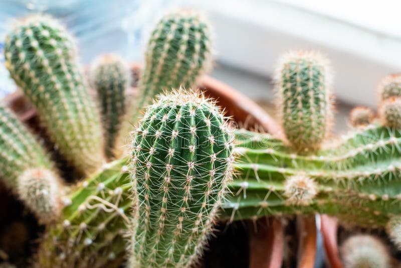 Cactus Round Decorative Growing in a Pot Home Plant Close-up Stock ...