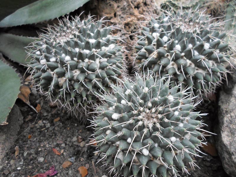 Round Desert cactus stock photo. Image of white, dessert - 30227848