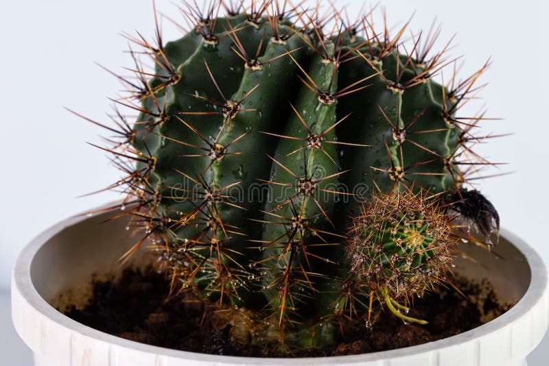 Round Cactus stock photo. Image of close, circle, spiked - 688088