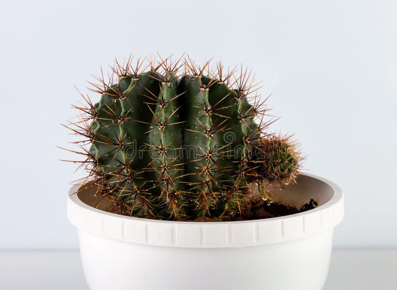 Cactus round in a pot stock photo. Image of leaf, summer - 141361384