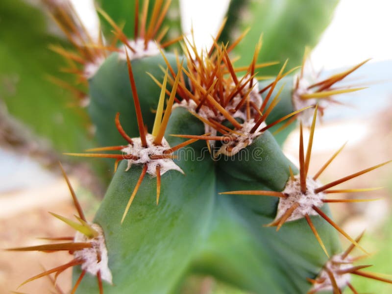Spiky cactus top stock image. Image of pesky, grumpy, mohawk - 1001965