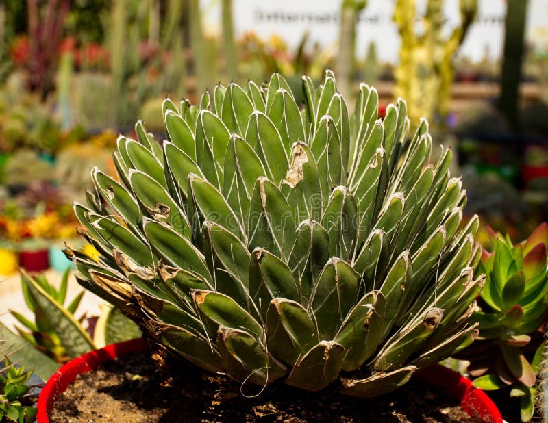 Safe Generic Green Bloom Stock Photos - Free & Royalty-Free Stock ...