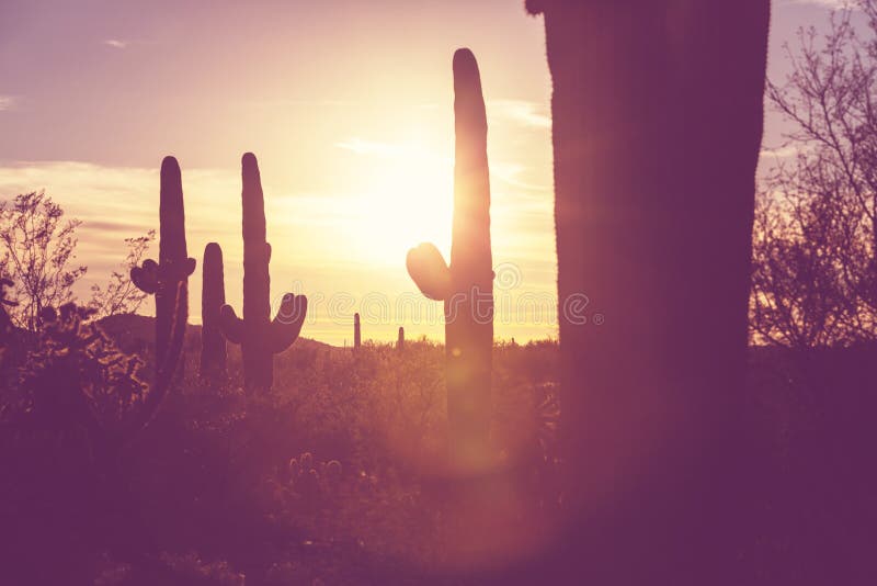 Cactus stock image. Image of dawn, summer, park, desert - 95121125