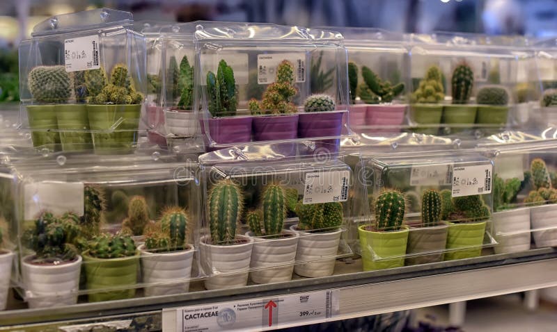 Cactus for sale editorial photo. Image of fresh, store - 55962391