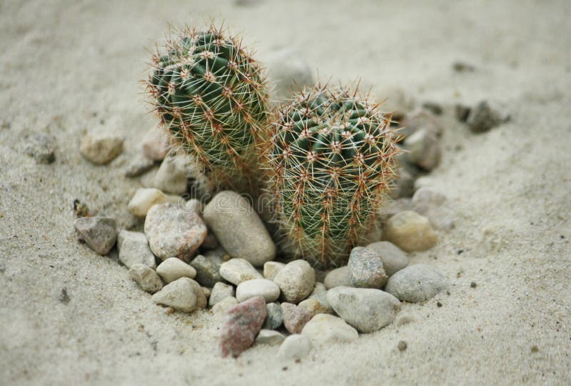 Cactus in the sand stock image. Image of prickly, desert - 22228459