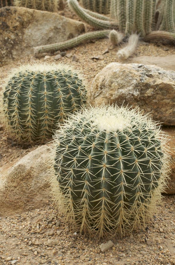 Cactus on sand stock image. Image of flora, closeup, succulent - 34571839
