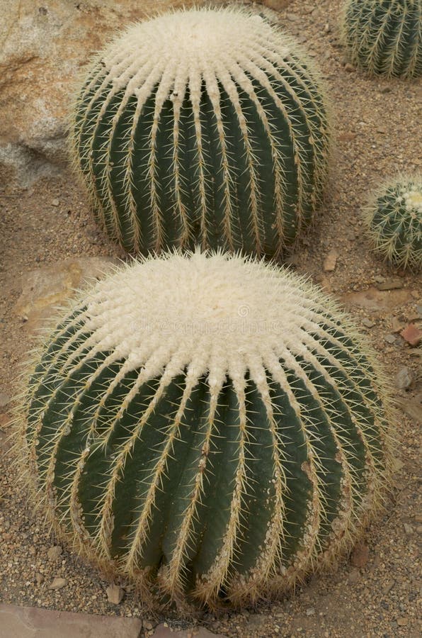 Cactus on sand stock photo. Image of botanical, park - 34571990