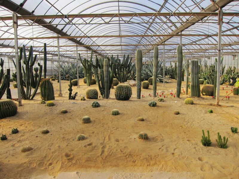 Cactus with Sand in Greenhouses Stock Image - Image of glass, footprint ...