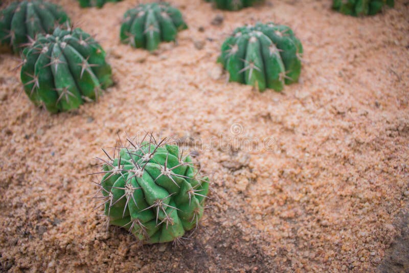 Cactus in the sand. stock image. Image of curve, side - 76719593