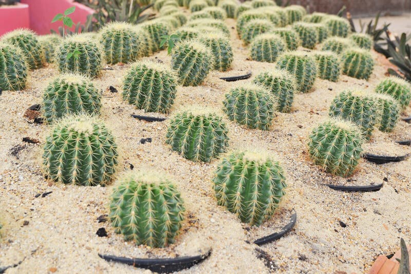 Cactus in Sand and Stone, Grusonii Setispinus Stock Image - Image of ...