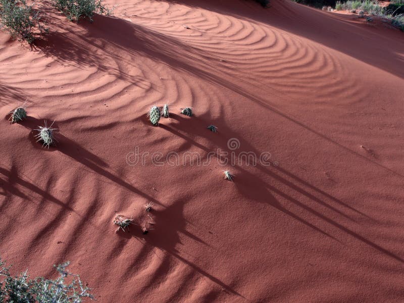 Cactus and sand at sunset stock image. Image of wilderness - 14371559