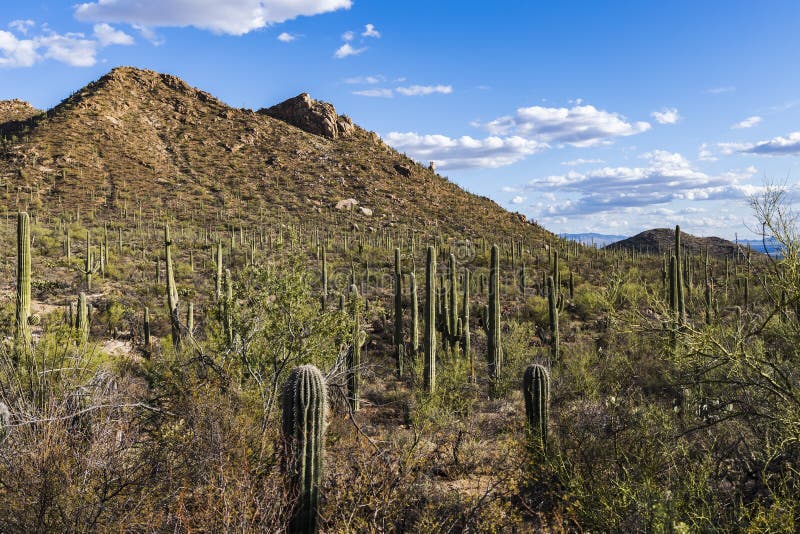 Cactus Scenery in Saguaro National Park Arizona in Spring. Stock Photo ...