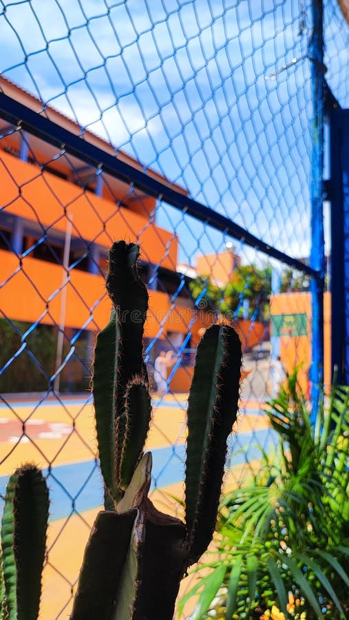 Cactus on the School because Im Handsome Nature Mist Stock Photo ...
