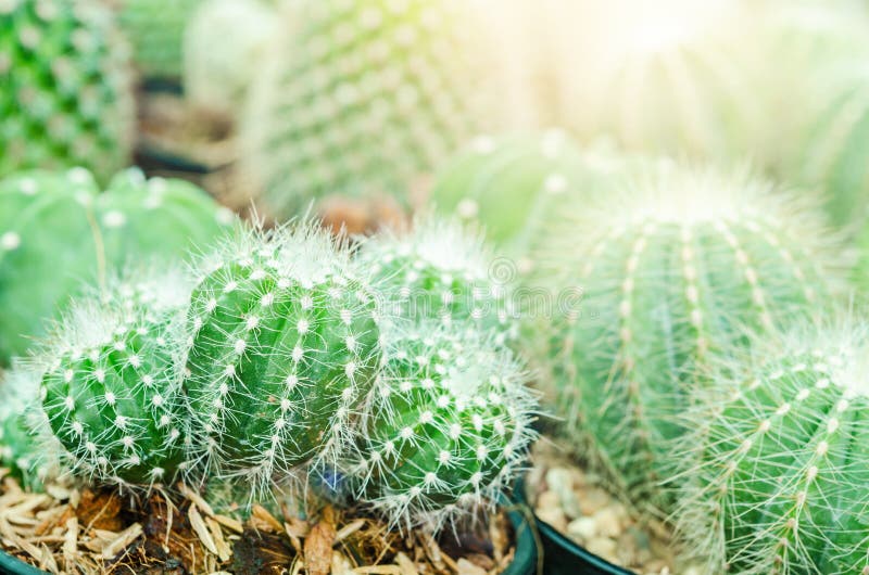 Cactus is the Scientific Name Mila Sp Stock Image - Image of pattern ...