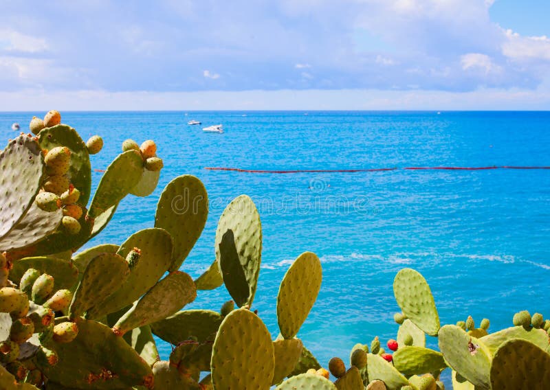 Cactus and sea stock image. Image of turquoise, ocean - 43946437