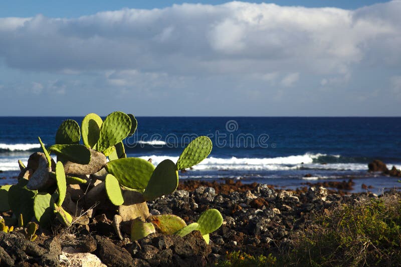 Cactus at seashore stock photo. Image of ocean, natural - 38202264