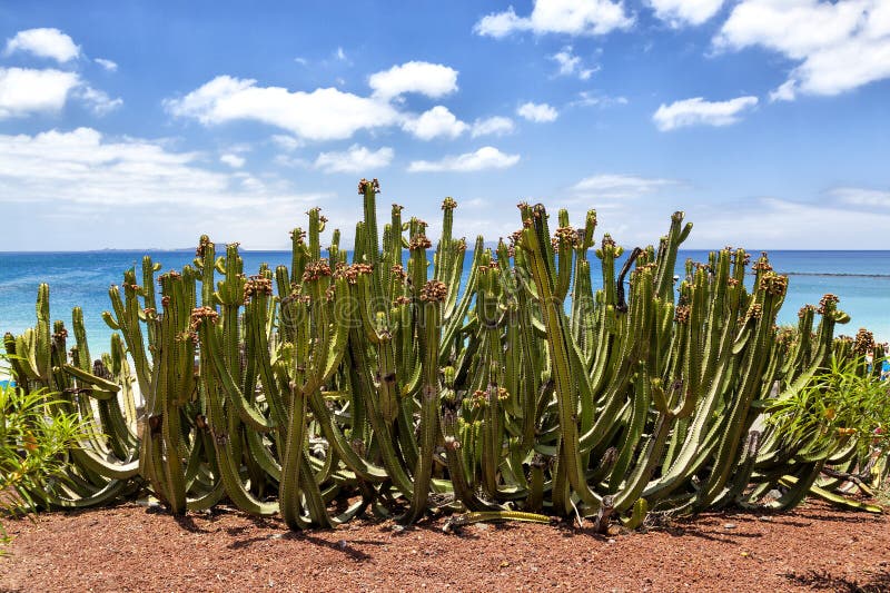 Cactus at seashore stock photo. Image of seascape, coastline - 44485030