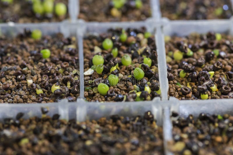 Cactus seedlings stock image. Image of grass, flowerpot - 106667359