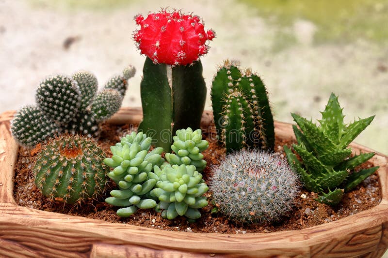 Cactus Set stock photo. Image of outdoors, cactuses, wild - 53757864