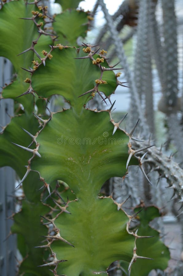 Cactus with Sharp Pointy Spines Along it`s Edges Stock Image - Image of ...