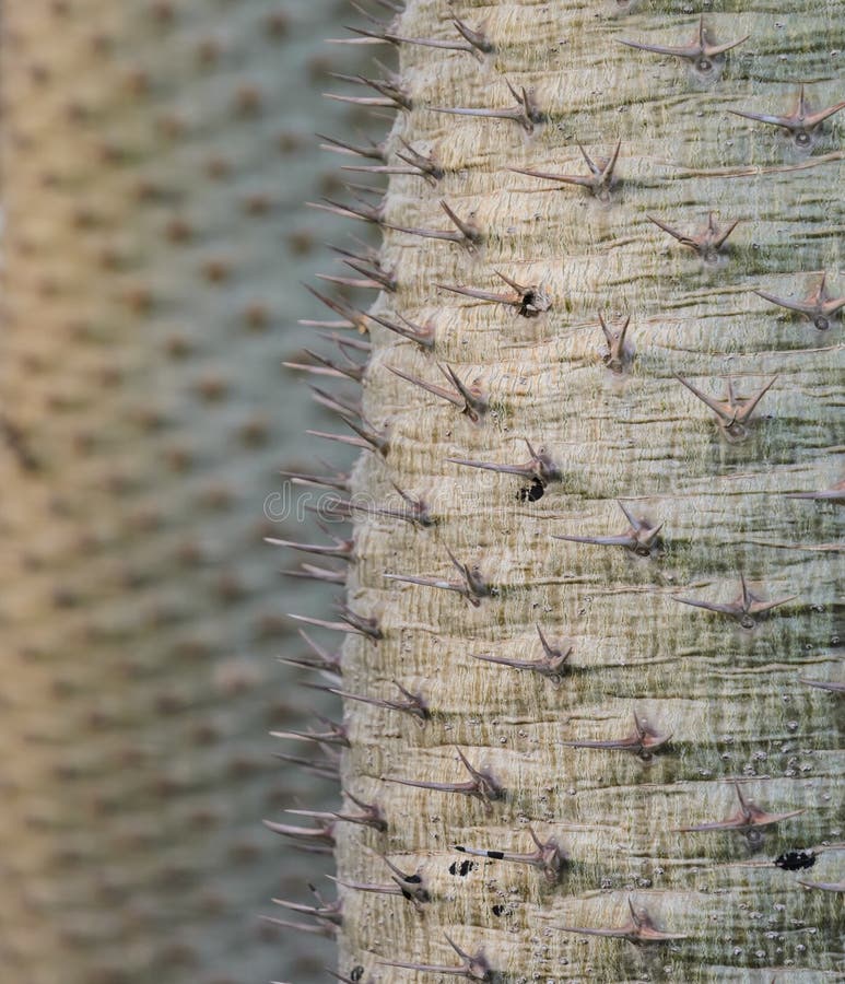 Cactus sharp spines stock image. Image of macro, brown - 36297481