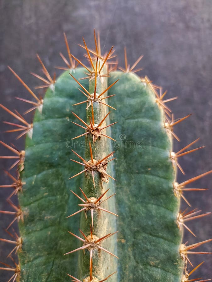 A Cactus with Sharp Thorns on Each Side. Stock Photo - Image of produce ...
