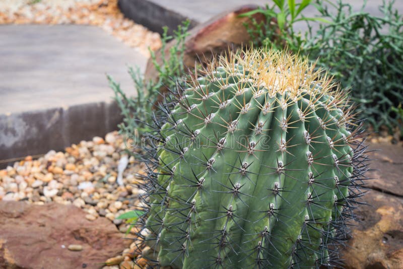 Cactus with sharp thorns stock image. Image of garden - 75309975
