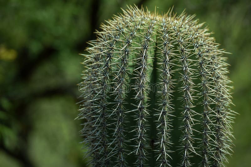 Cactus Needles in All Directions Stock Image - Image of arizona ...