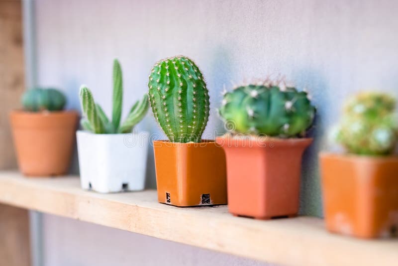 Cactus Shelf in the Garden stock image. Image of decorative - 166970123