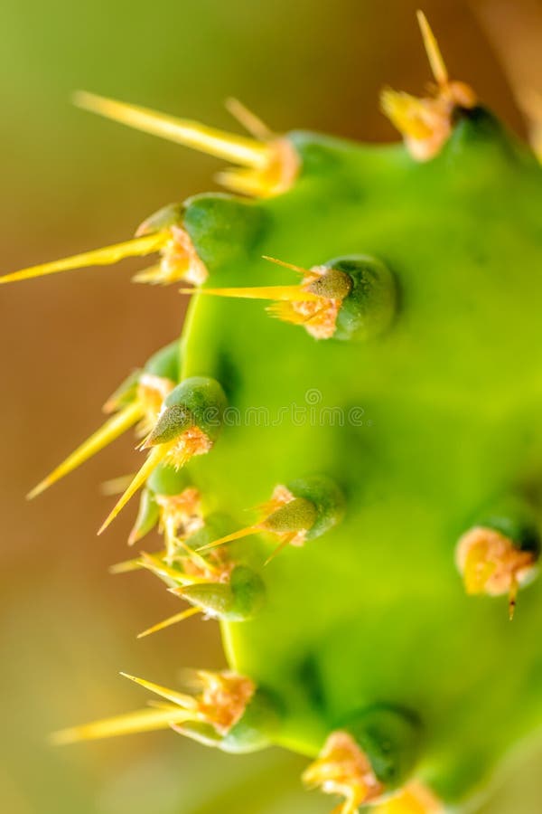 Cactus shoot stock photo. Image of cacti, nature, botany - 51268386