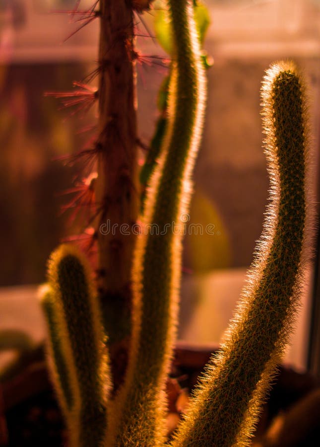 Cactus Shoots Lit by Sunlight Stock Photo - Image of mexican, evening ...