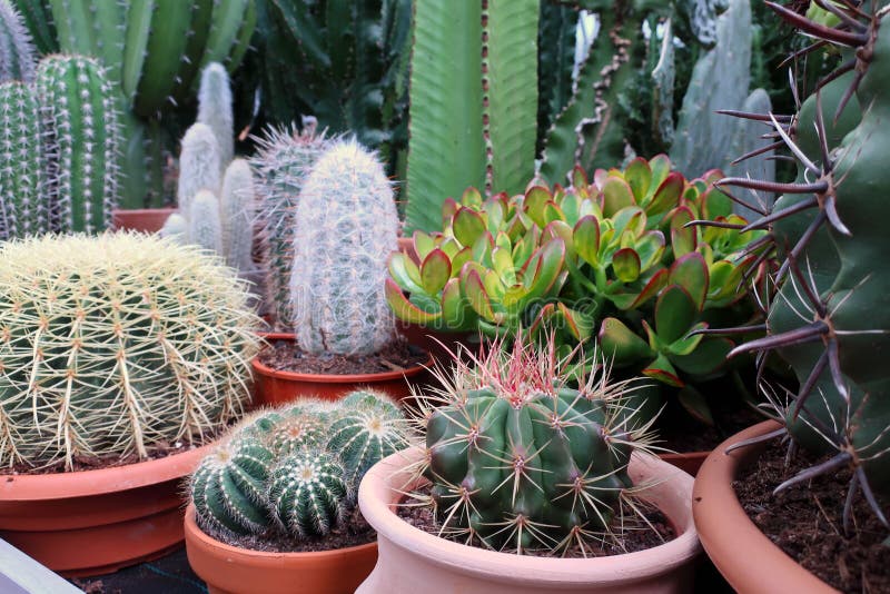 Cactus shop stock image. Image of tropical, shop, cactus - 149456367