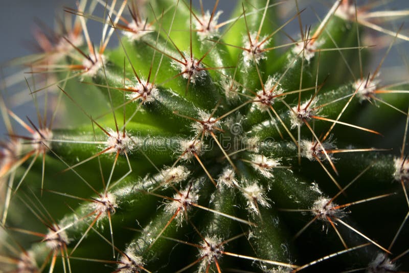 A cactus shot up close stock photo. Image of plant, cactaceae - 105362794
