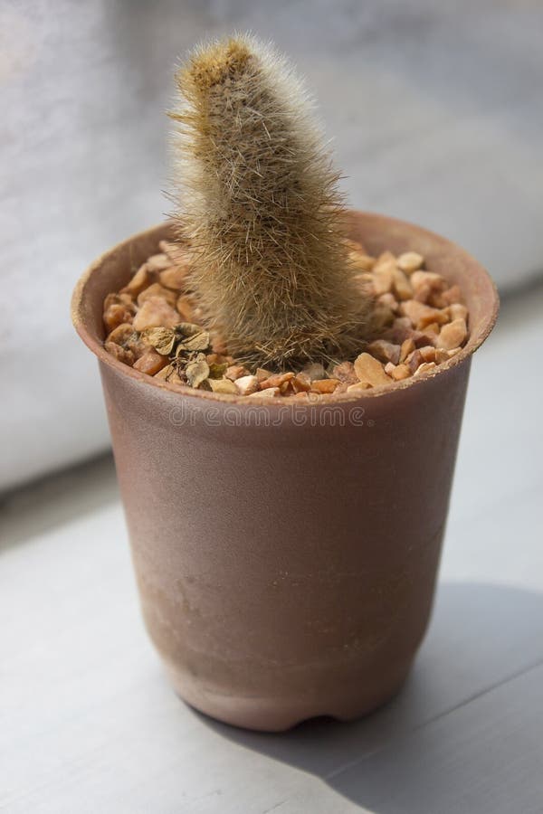 Cactus shrivel stock photo. Image of care, arid, rough - 59491480