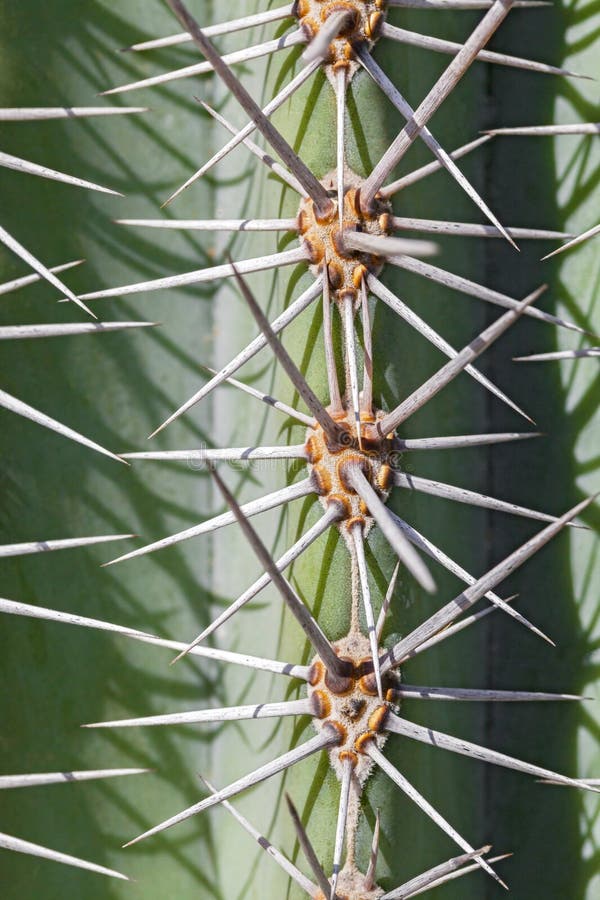 Cactus, Side View, Close Up Stock Image - Image of natural, desert ...