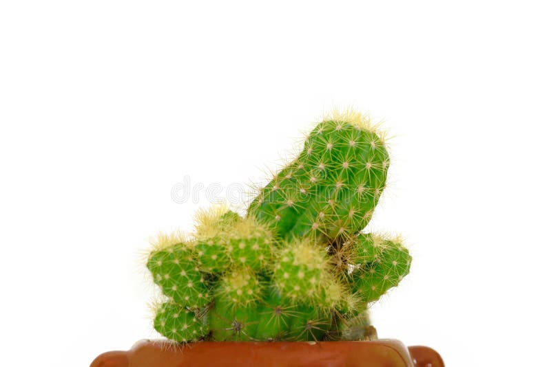 Cactus Side View Isolate on White Background Stock Photo - Image of ...