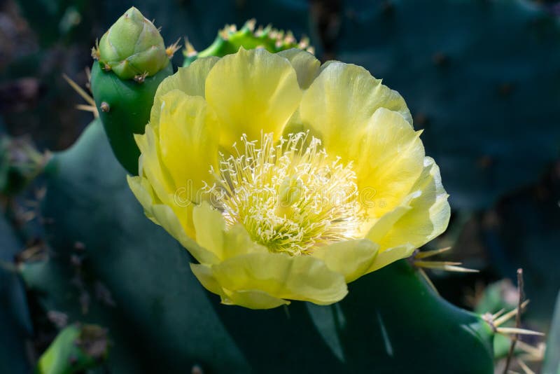 Cactus Single Flower stock photo. Image of single, spikes - 207236822