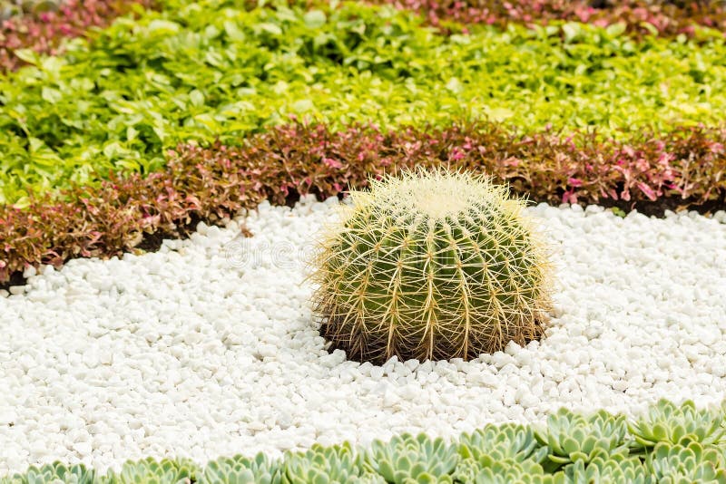 Cactus stock photo. Image of leafless, white, detail - 42295150