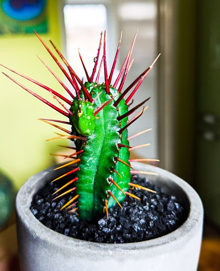 Cactus in Small Concrete Pot Stock Image - Image of concrete, spikes ...
