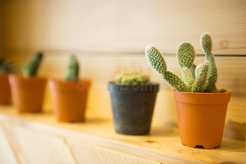 Cactus in Small Flower Pots Stock Photo - Image of grow, pots: 59749974
