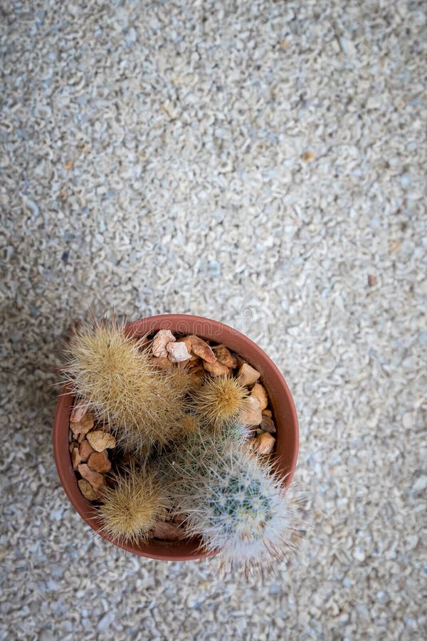 Cactus stock photo. Image of tree, beautiful, stone, gray - 71771792