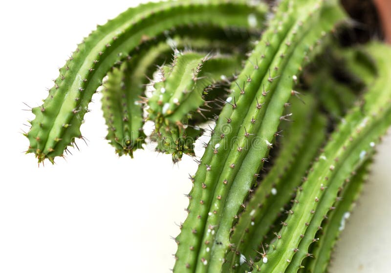 Cactus stock image. Image of tropical, needle, flora - 55379475