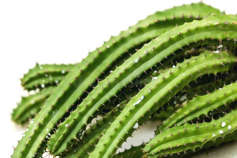 Cactus stock image. Image of flower, cactus, healthy - 55379687