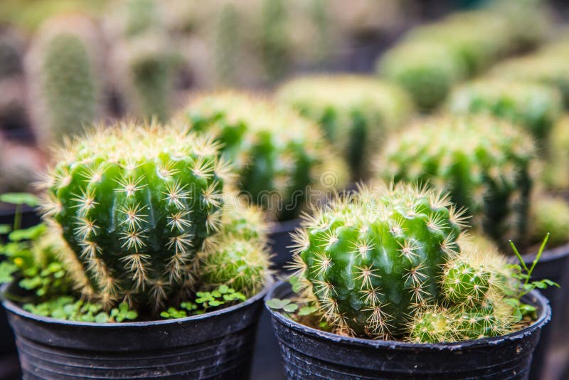 Cactus stock image. Image of succulent, green, small - 39508903