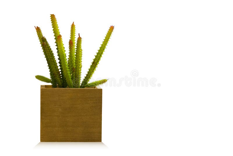 Cactus Small Plants in a Rectangular Wooden Pot with Space Area for ...